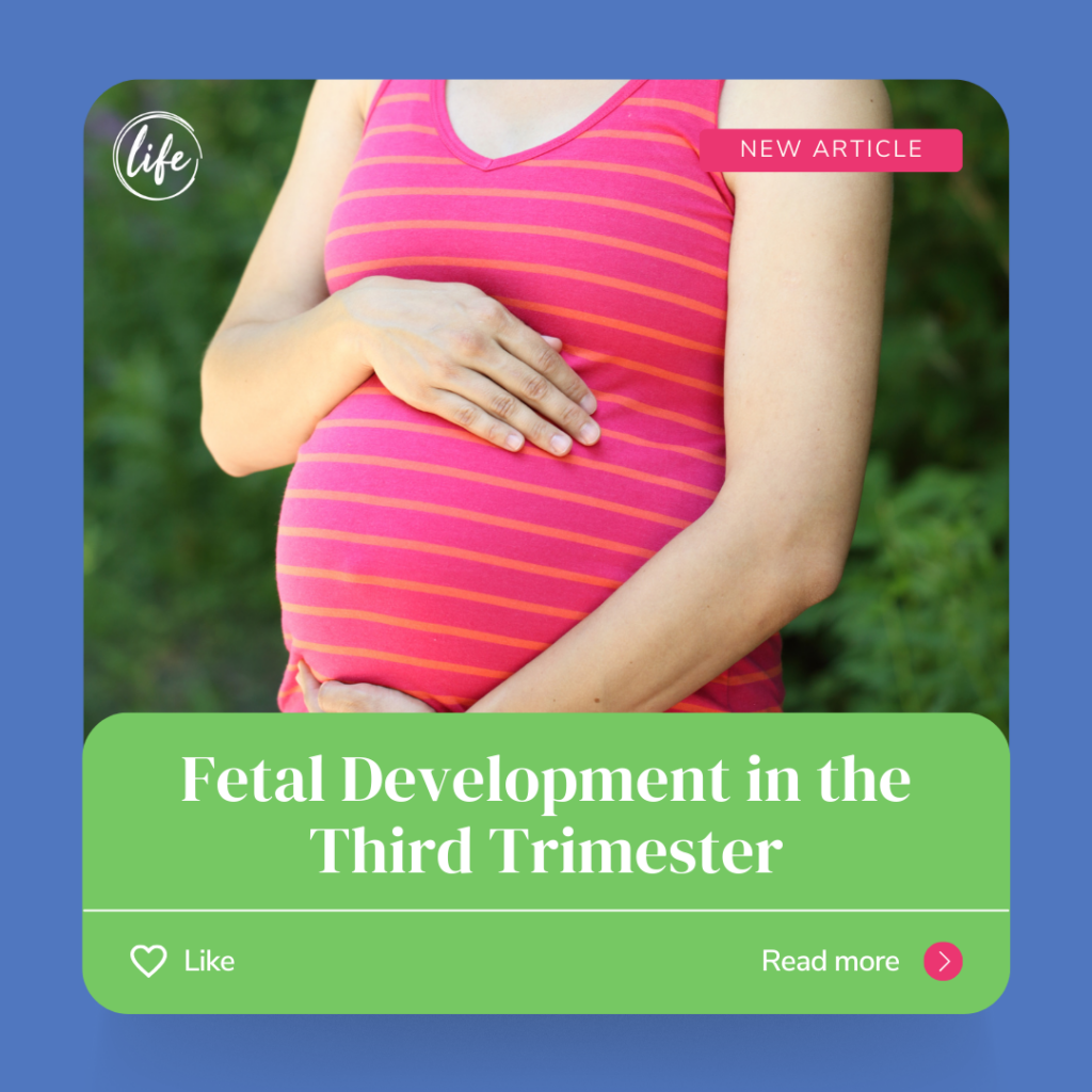 Fetal Development in the Third Trimester