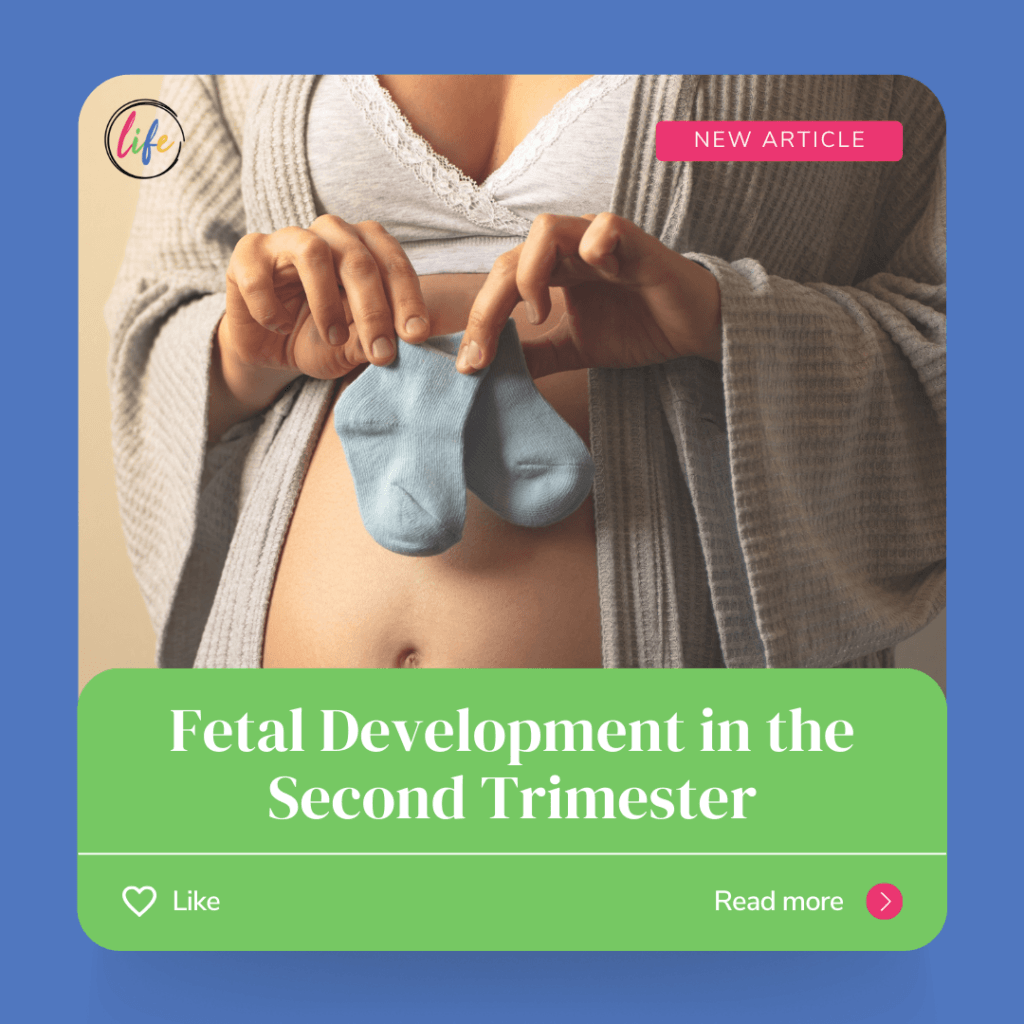 Fetal Development in the Second Trimester