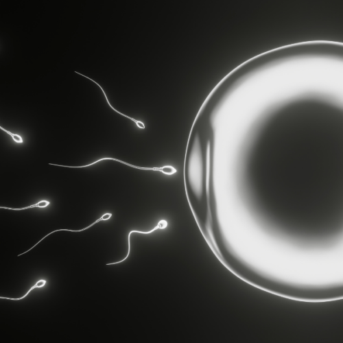 Fetal Development in the First Trimester - When Does Life Begin?
